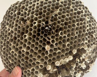 5” Bald-faced Hornet COMB. This Comb is 5" Round. Very Lovely Piece of ...