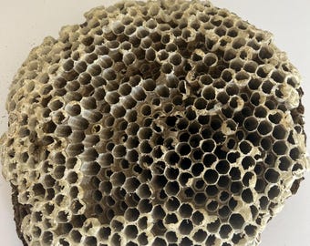 5” Bald-faced Hornet COMB. This Comb is 5" Round. Very Lovely Piece of ...