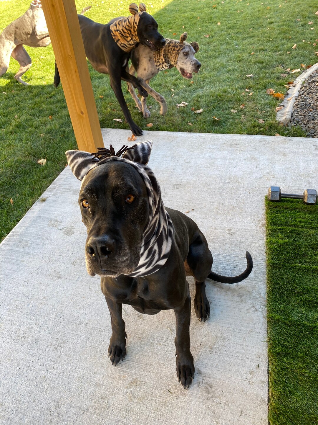 Custom Size Zebra Costume Snood for Dogs - Etsy