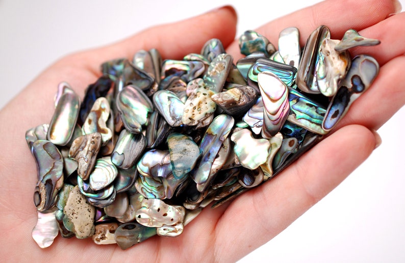 Set of 20 Abalone Shells Abalone Shell Stones Healing Nacre - Etsy