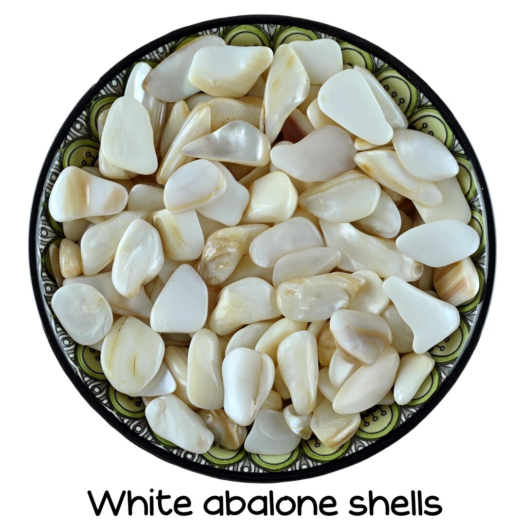 Set of 50 White Abalone Shells, Abalone Shells, Mother of Pearl, Zodiac ...