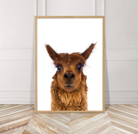 Alpaca Printable Art Alpaca Photo Animal Poster Print | Etsy
