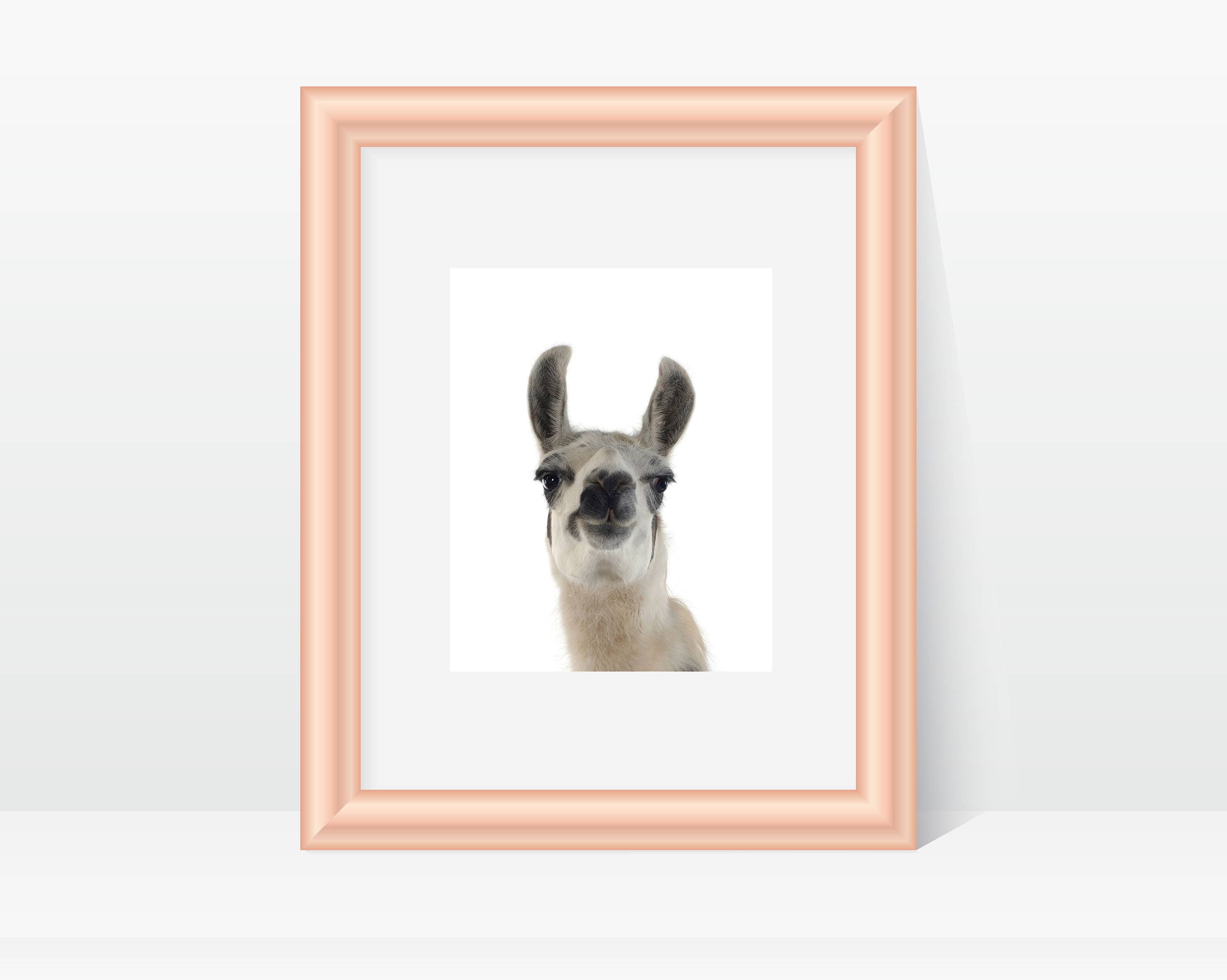 Llama Art Print Digital Download, Printable Art, Llama Decor, Quirky ...