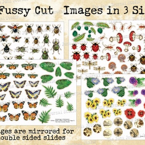 Huge Specimen Slide Kit, Entomology and Botanical Digital Kit, Specimen ...