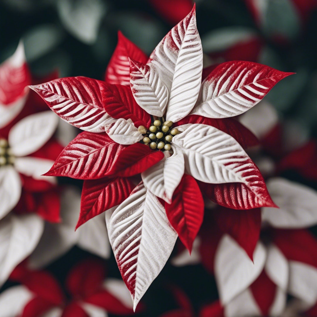 3D Poinsettia Digital Papers Bundle - Etsy