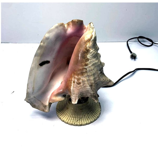 Conch Shell Lamp - Etsy