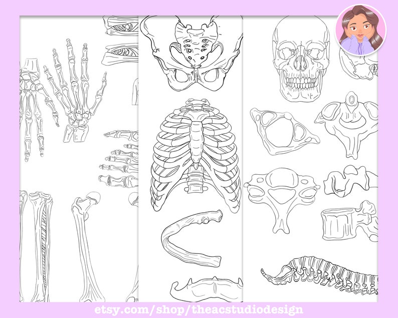 Study Stickers Bone Anatomy Set Nursing School Anatomy Study | Etsy
