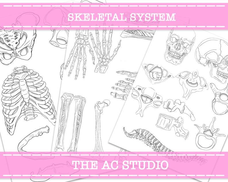 Study Stickers Bone Anatomy Set Nursing School Anatomy Study | Etsy