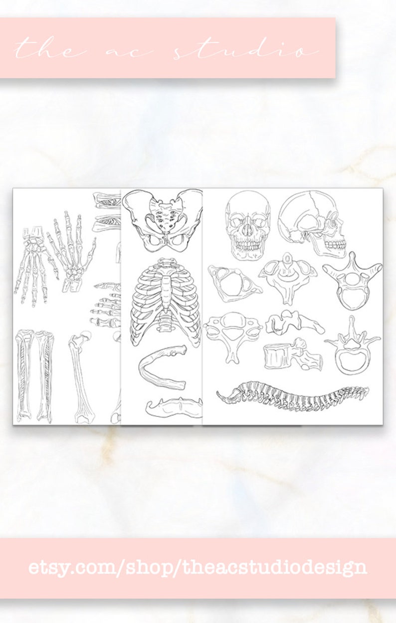 Study Stickers Bone Anatomy Set Nursing School Anatomy Study | Etsy