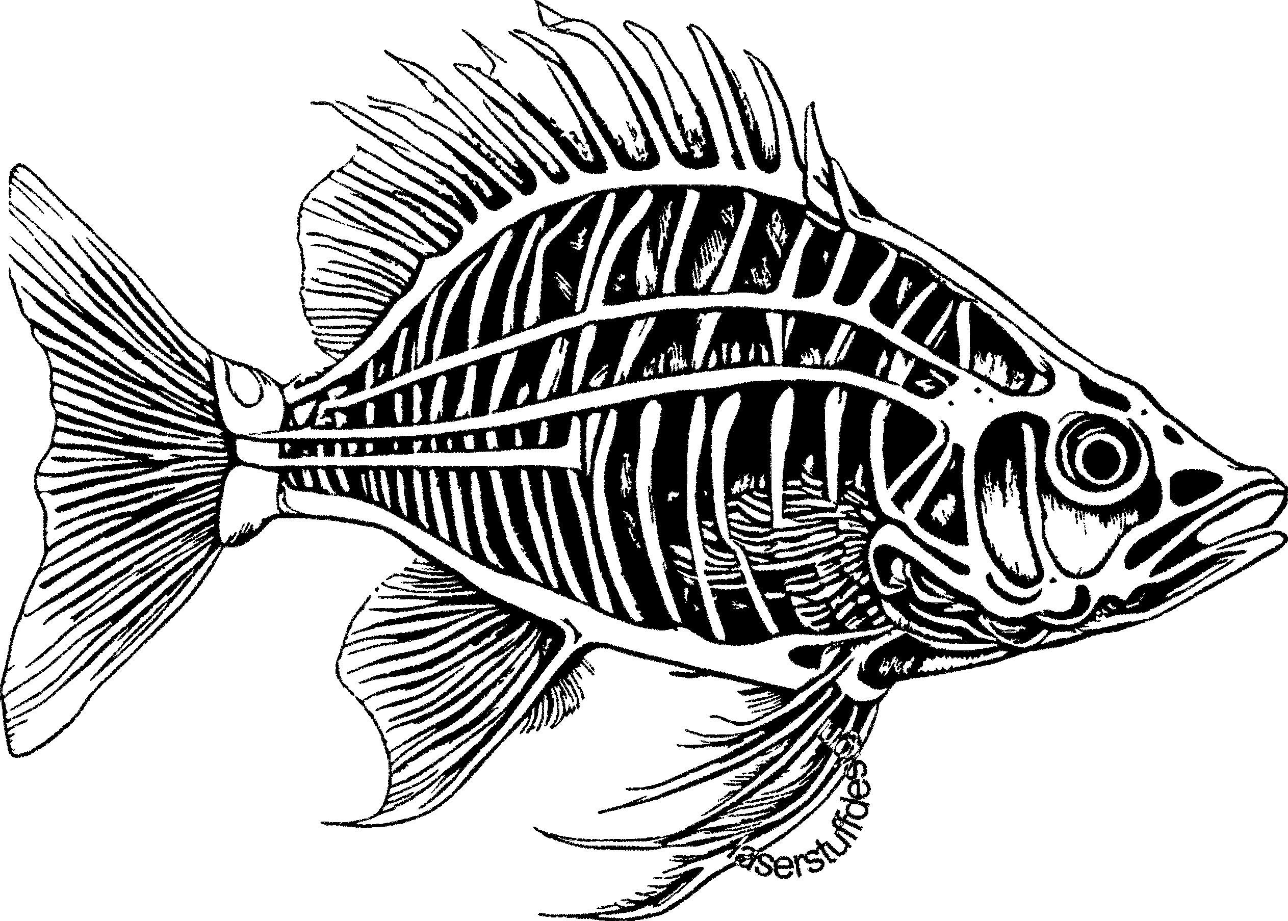 Fish Skeleton Vector - Etsy