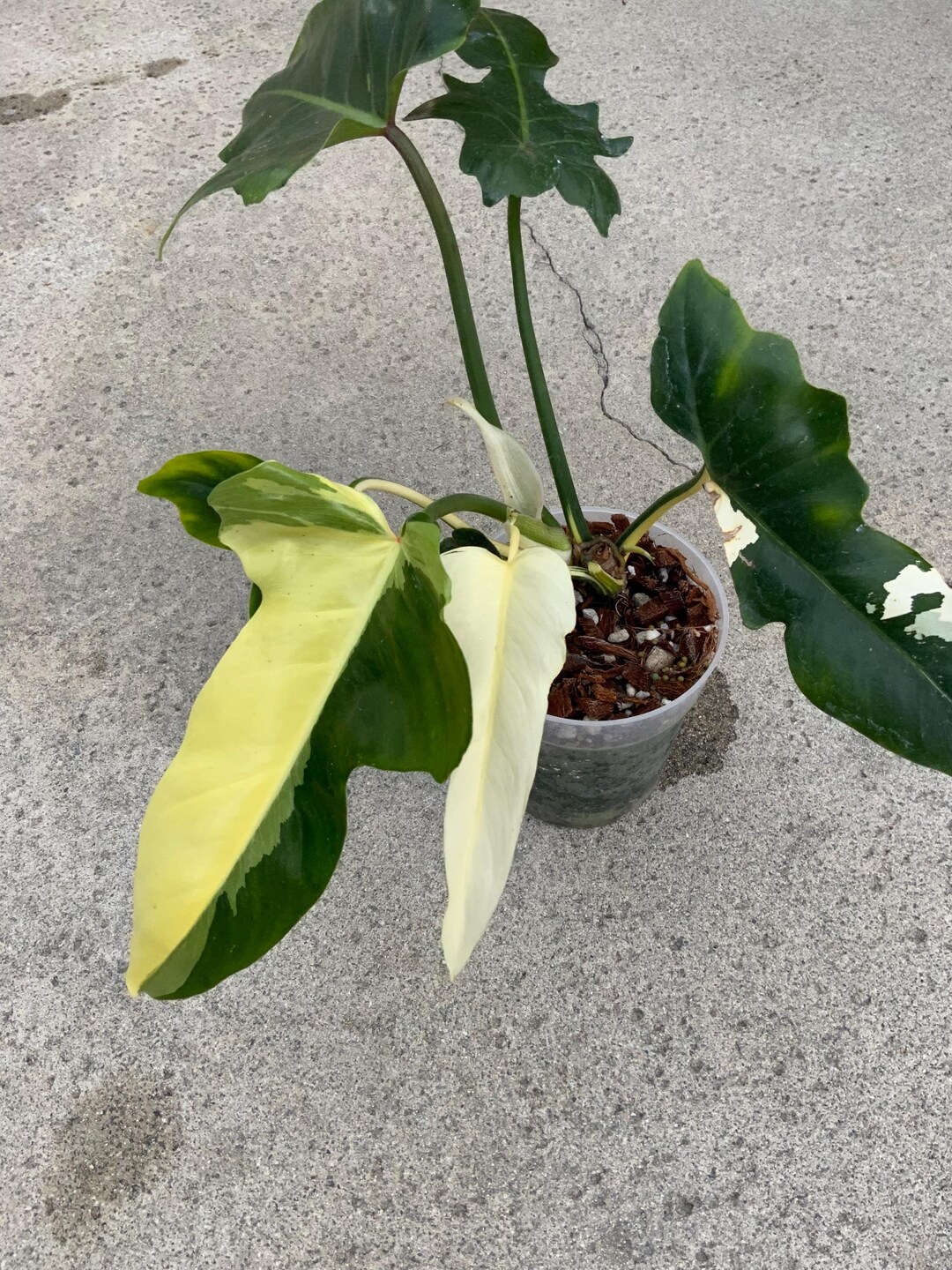 Philodendron Golden Dragon Variegated Rooted US California Seller - Etsy