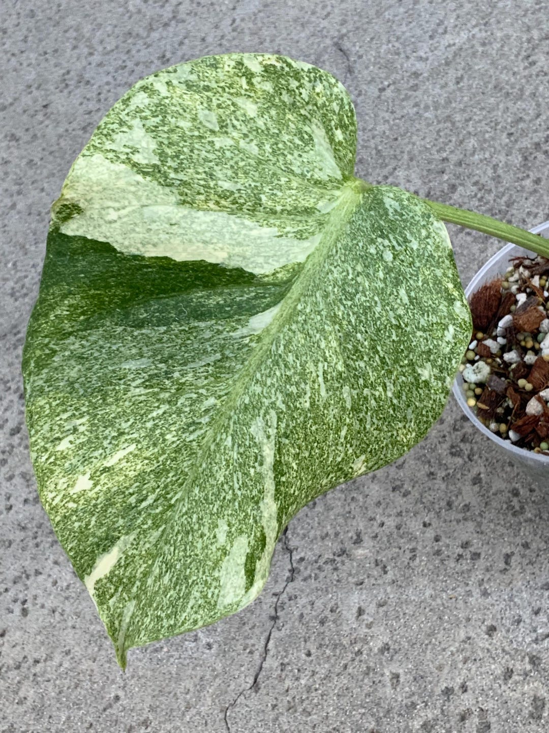 Monstera Deliciosa Legacy Variegated Top Cut Rooted US California ...