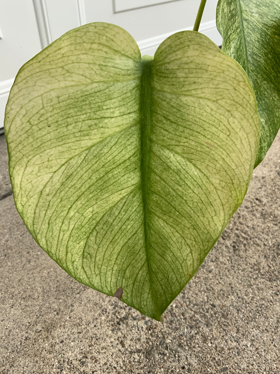Monstera Deliciousa Full Mint Monstera White Monster Top Cutting Rooted ...