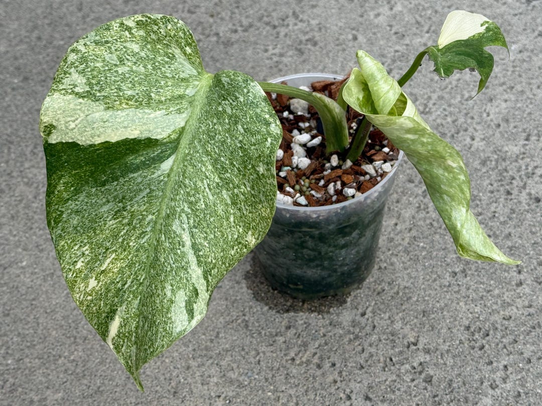 Monstera Deliciosa Legacy Variegated Top Cut Rooted US California ...