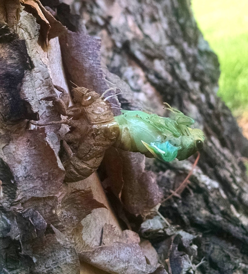 Cicada Shells Cicada Shell Lot of 15 Cicada Shells Cicada | Etsy