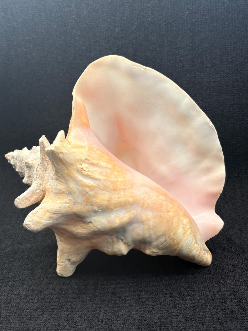 Vintage Large Natural Queen Conch Shell With a Pink Interior - Etsy UK