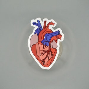 Colourful Anatomical Heart Sticker - Anatomy - Sticker - Medicine ...