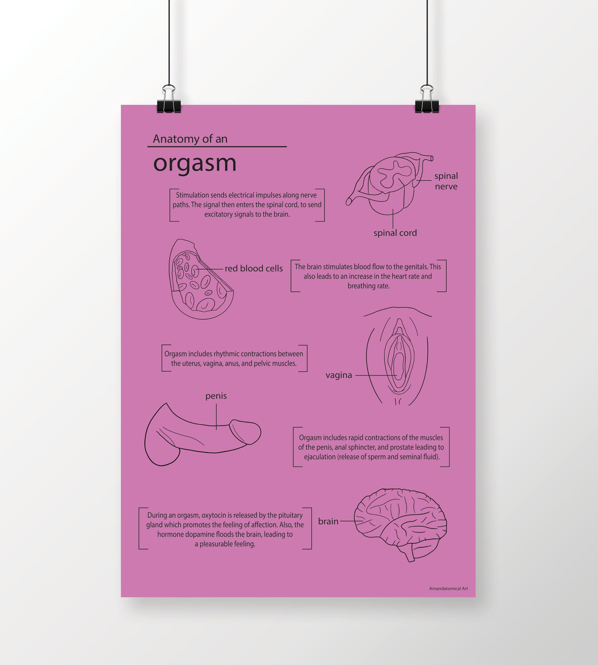Anatomy Of An Orgasm Print A4 Organ Medical Human Anatomy