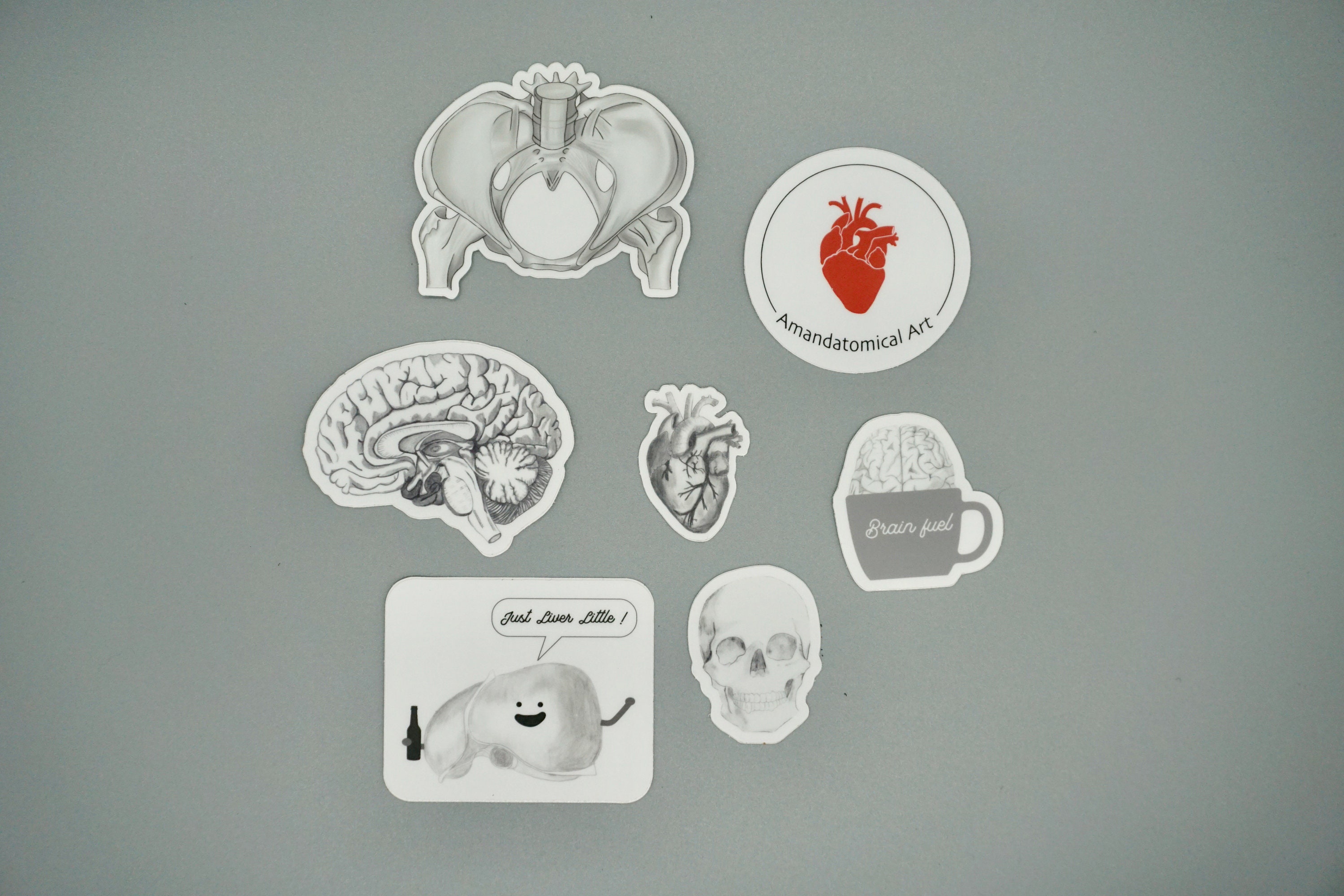 Anatomy Sticker Pack Anatomy Sticker Medicine medical | Etsy
