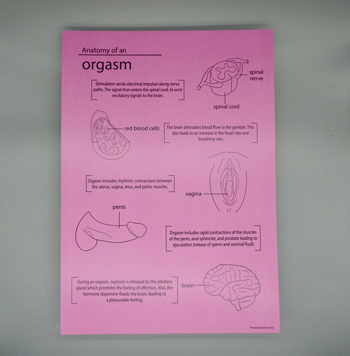 Anatomy of an Orgasm Print A4 Organ Medical Human - Etsy