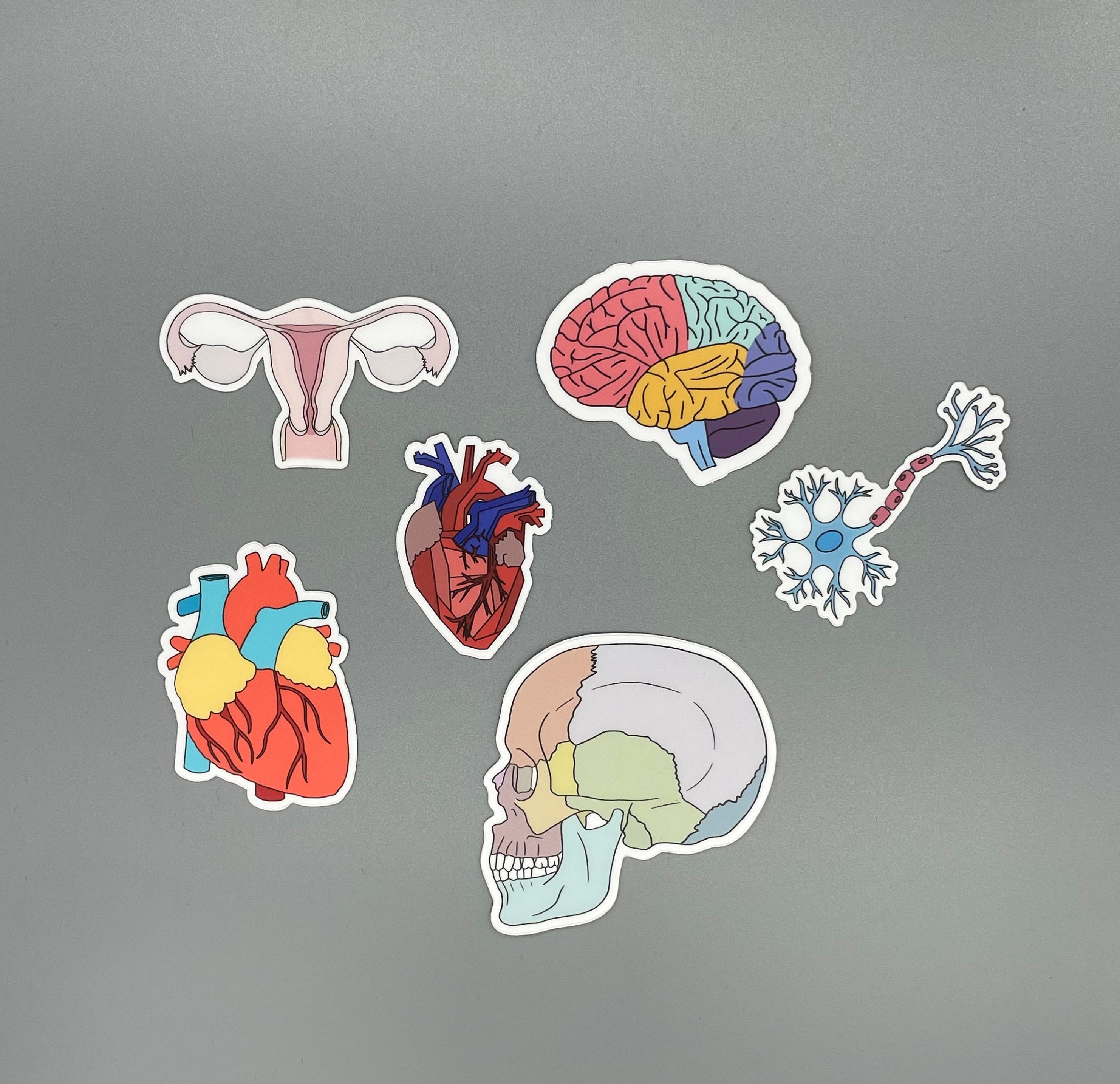 Anatomy Sticker Pack Anatomy Sticker Medicine Medical - Etsy Australia