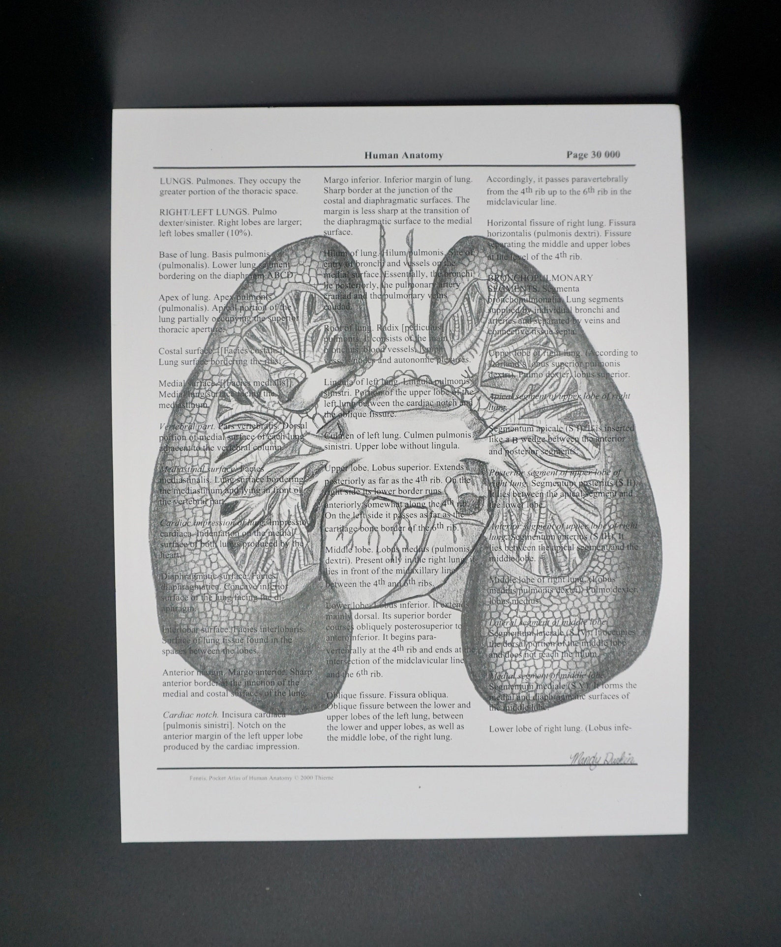 Lung Art Print - Textbook Page - Human Anatomy - Medical Print - Wall ...