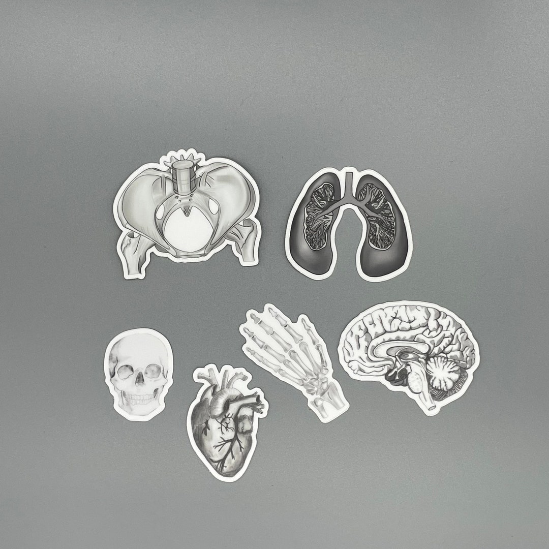 Anatomy Sticker Pack Anatomy Sticker Medicine Medical Sticker Vinyl ...