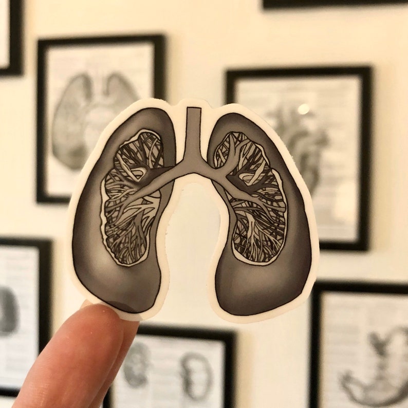 Lung Sticker Anatomy Sticker Medicine Medical Sticker - Etsy