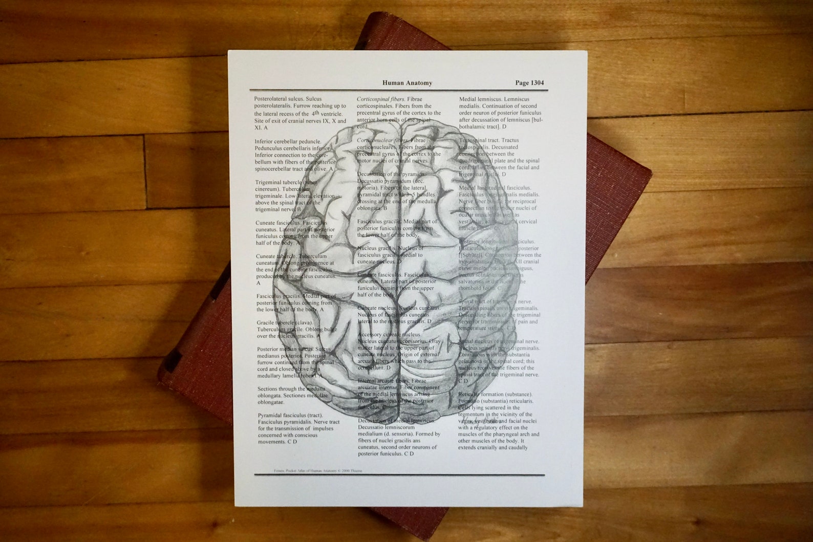 Brain Art Print textbook page human anatomy medical - Etsy Polska