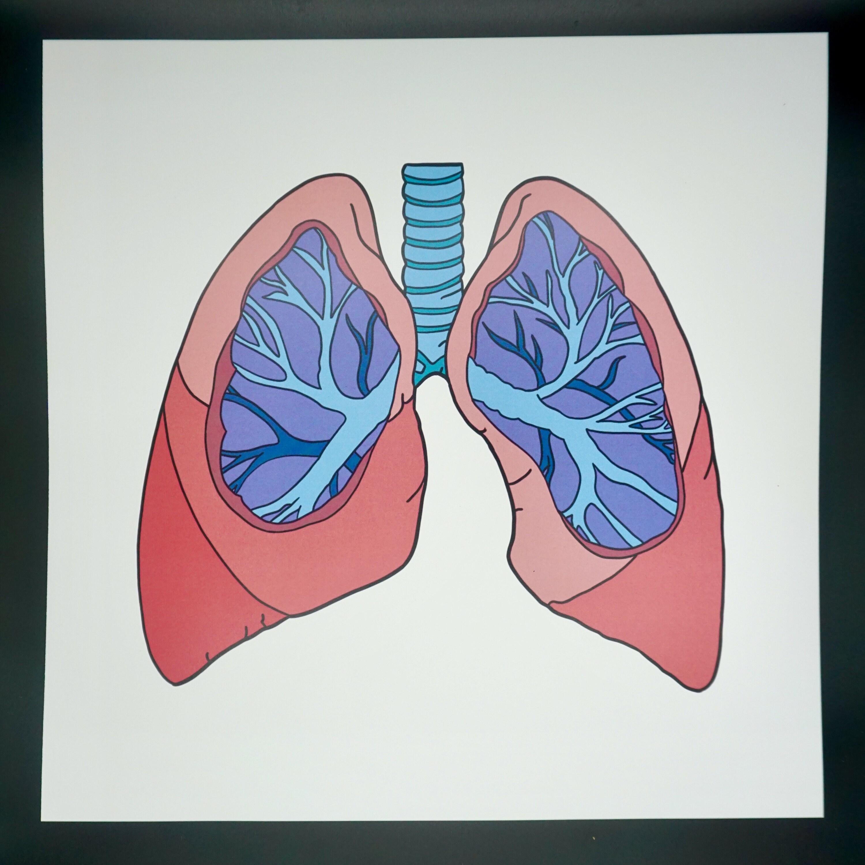 Artivive Augmented Reality Anatomical Lungs Print - Human Anatomy ...