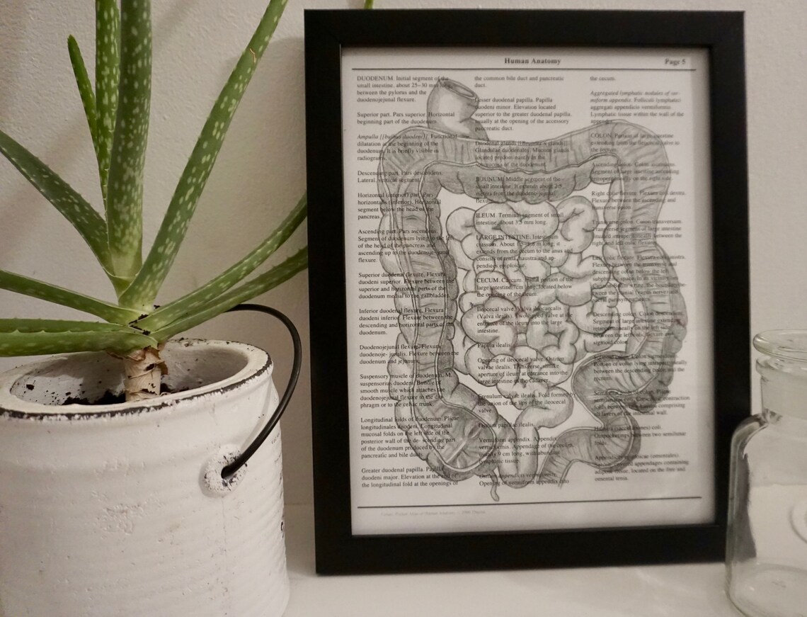 Gastrointestinal Tract Art Print - Textbook Page - Human Anatomy ...