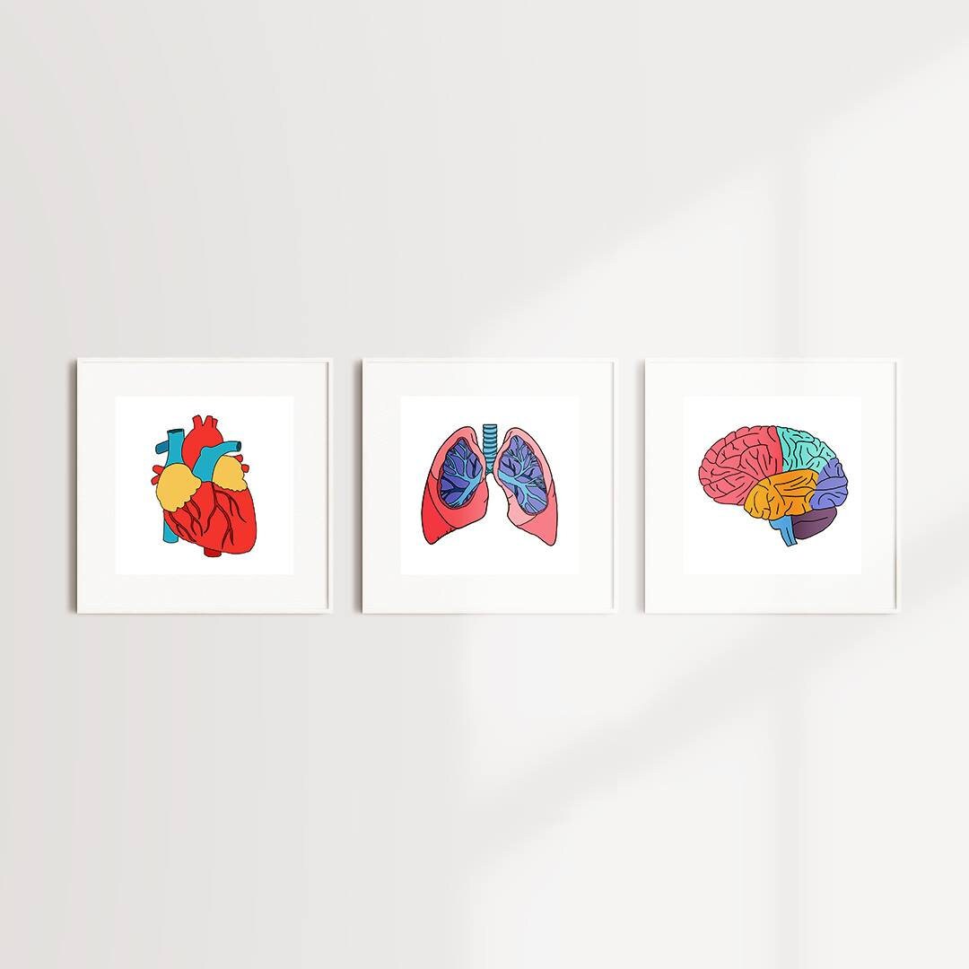 3-pack of Artivive Augmented Reality Anatomical Organ Prints Heart ...