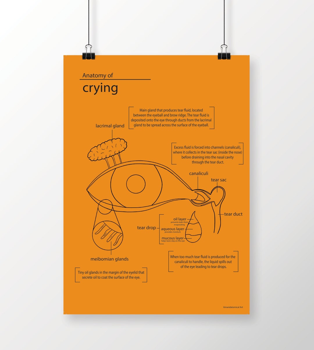 Anatomy of Crying Print- A4 - Organ - Medical - Human Anatomy - Medical ...