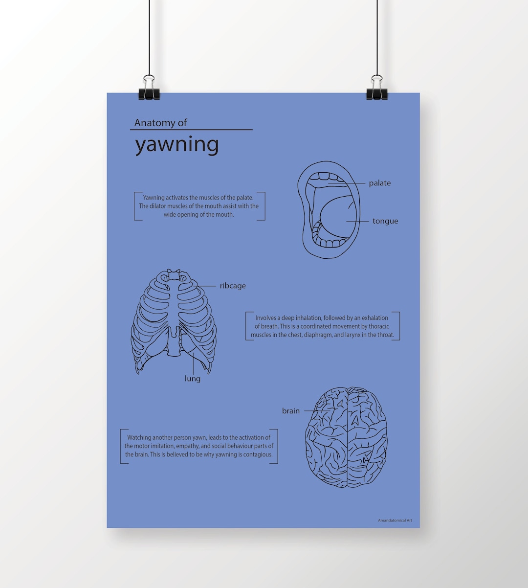 Anatomy of Yawning A4 - Organ - Medical - Human Anatomy - Medical ...