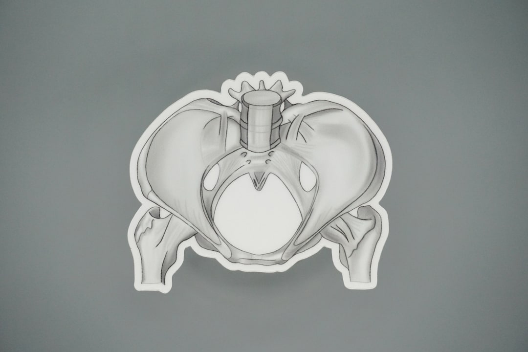Pelvis Sticker - Anatomy - Sticker - Medicine - Medical Sticker - Vinyl ...