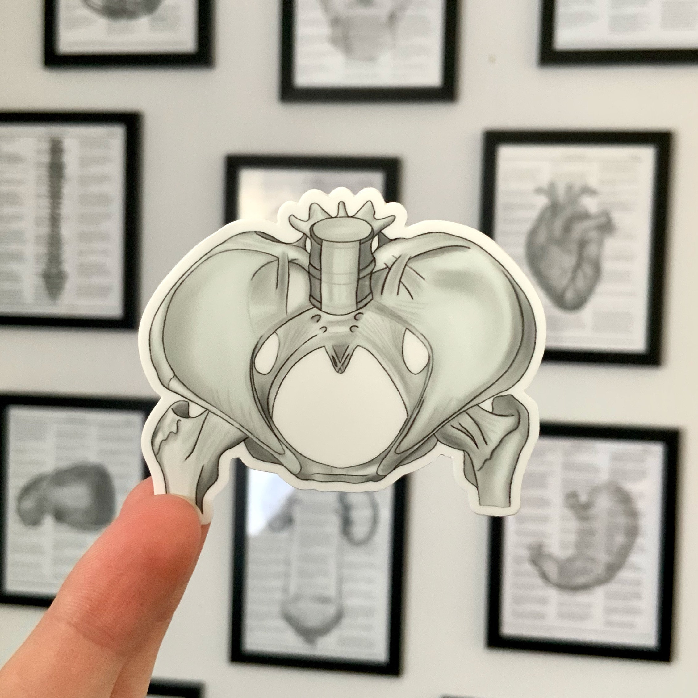 Pelvis sticker Anatomy Sticker Medicine | Etsy