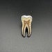 Tooth Pin Enamel Pin Anatomy Medical | Etsy