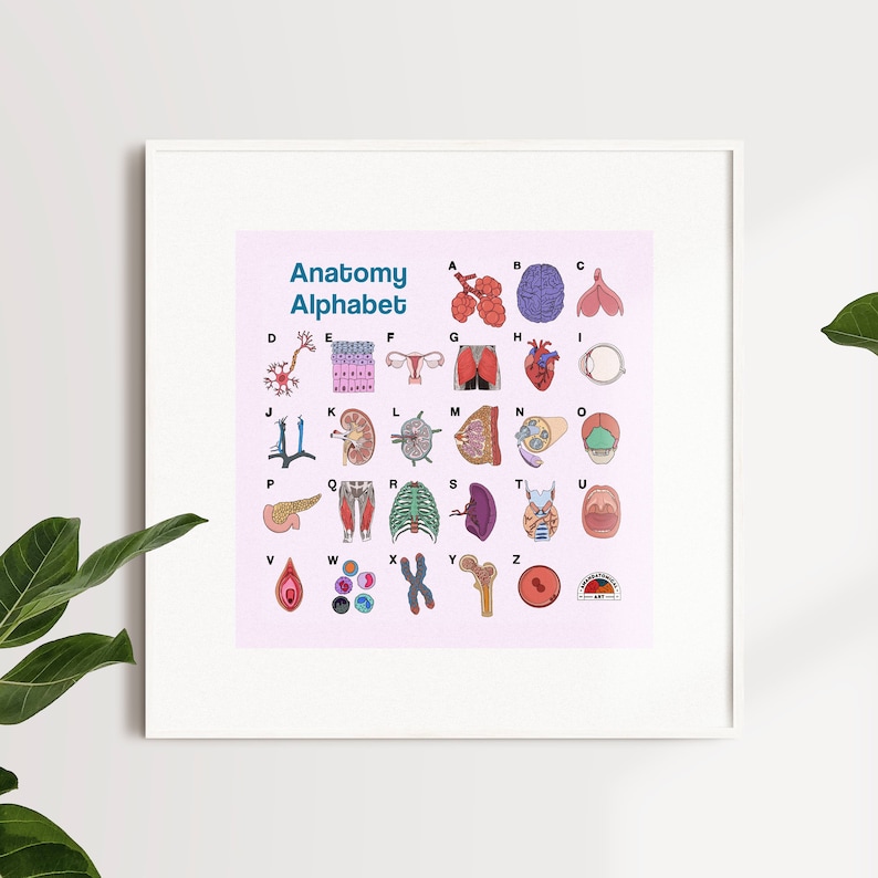 Anatomy Alphabet Human Anatomy Medical Print Wall Art - Etsy