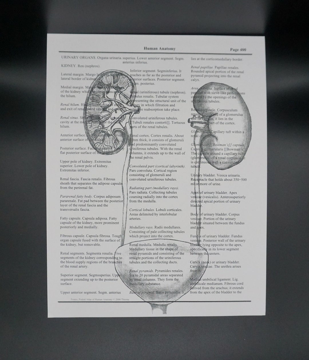 Kidneys and Bladder Art Print - Textbook Page - Human Anatomy - Medical ...