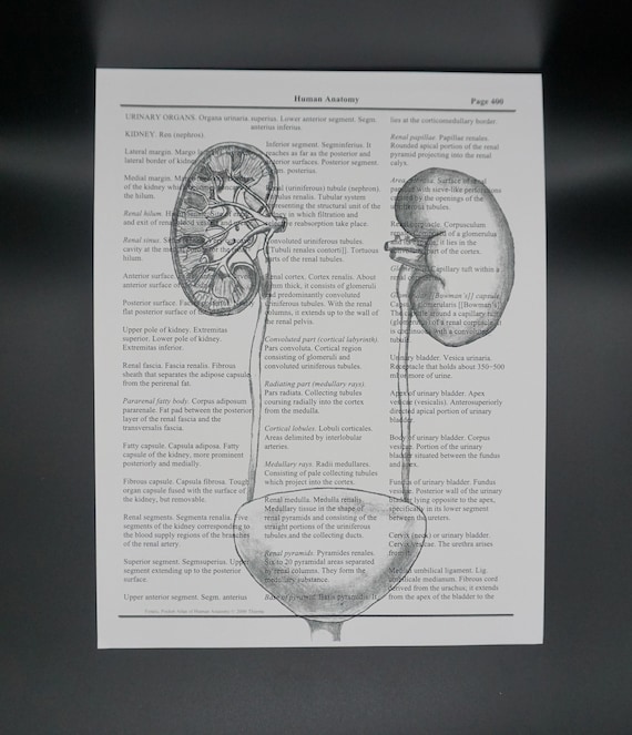Bladder Drawing On Body