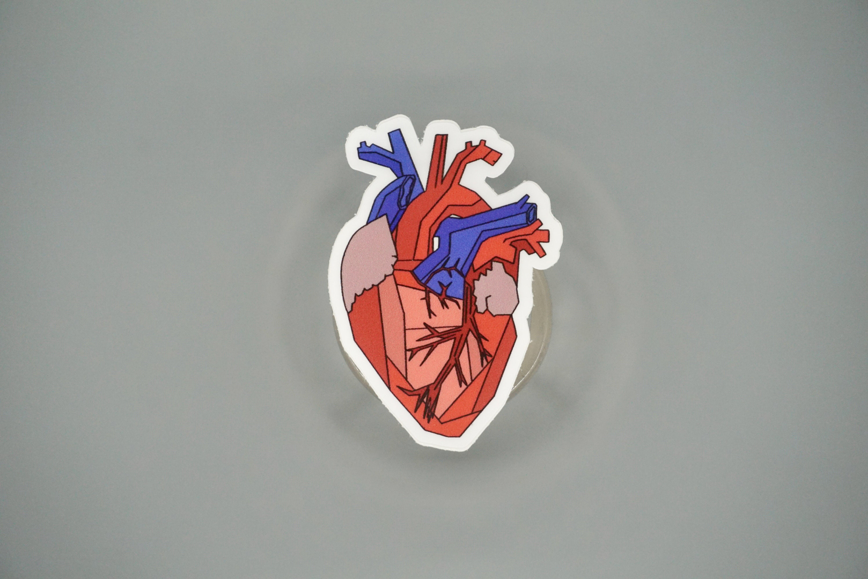 Colourful anatomical heart sticker Anatomy Sticker | Etsy
