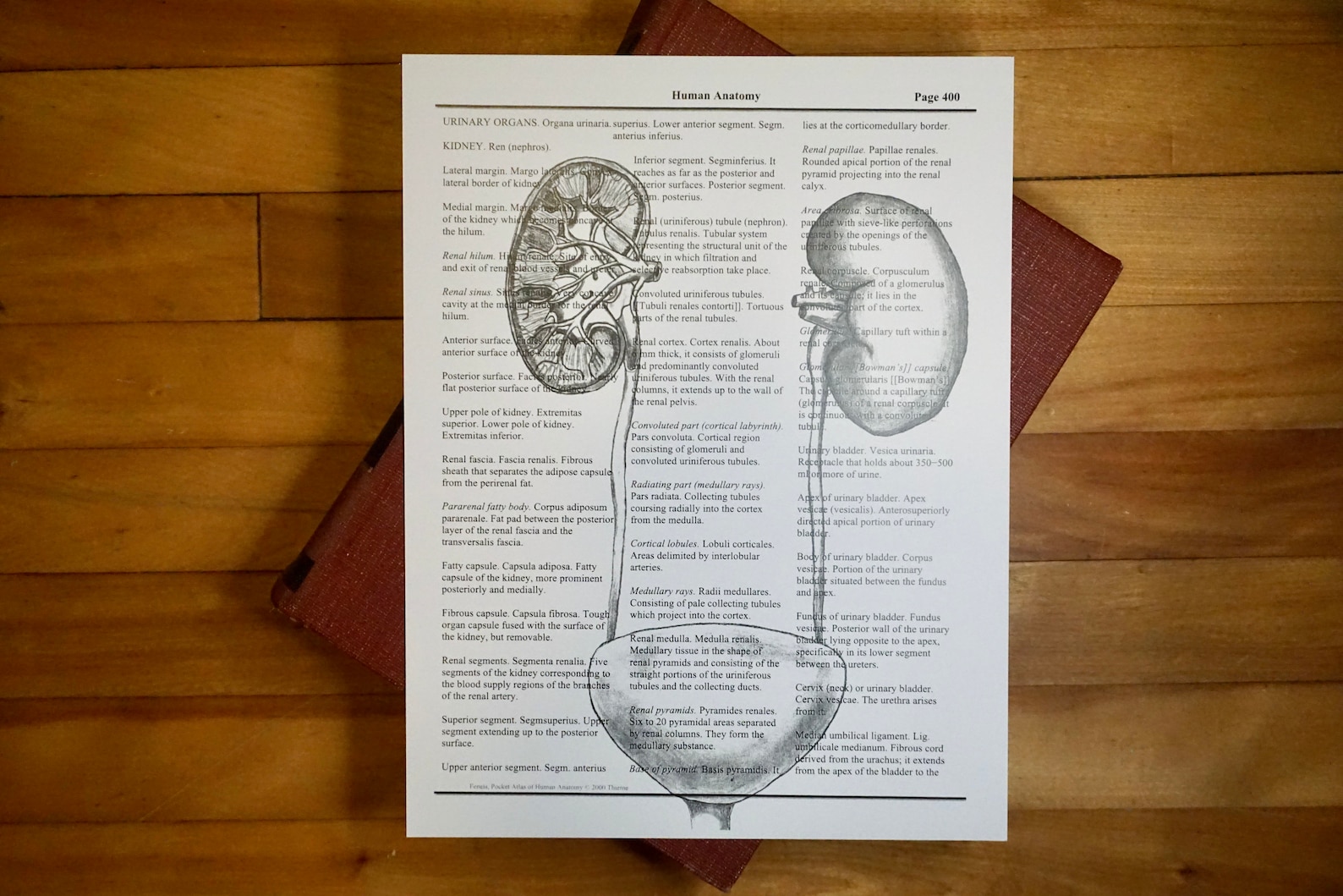 Kidneys and Bladder Art Print - Textbook Page - Human Anatomy - Medical ...