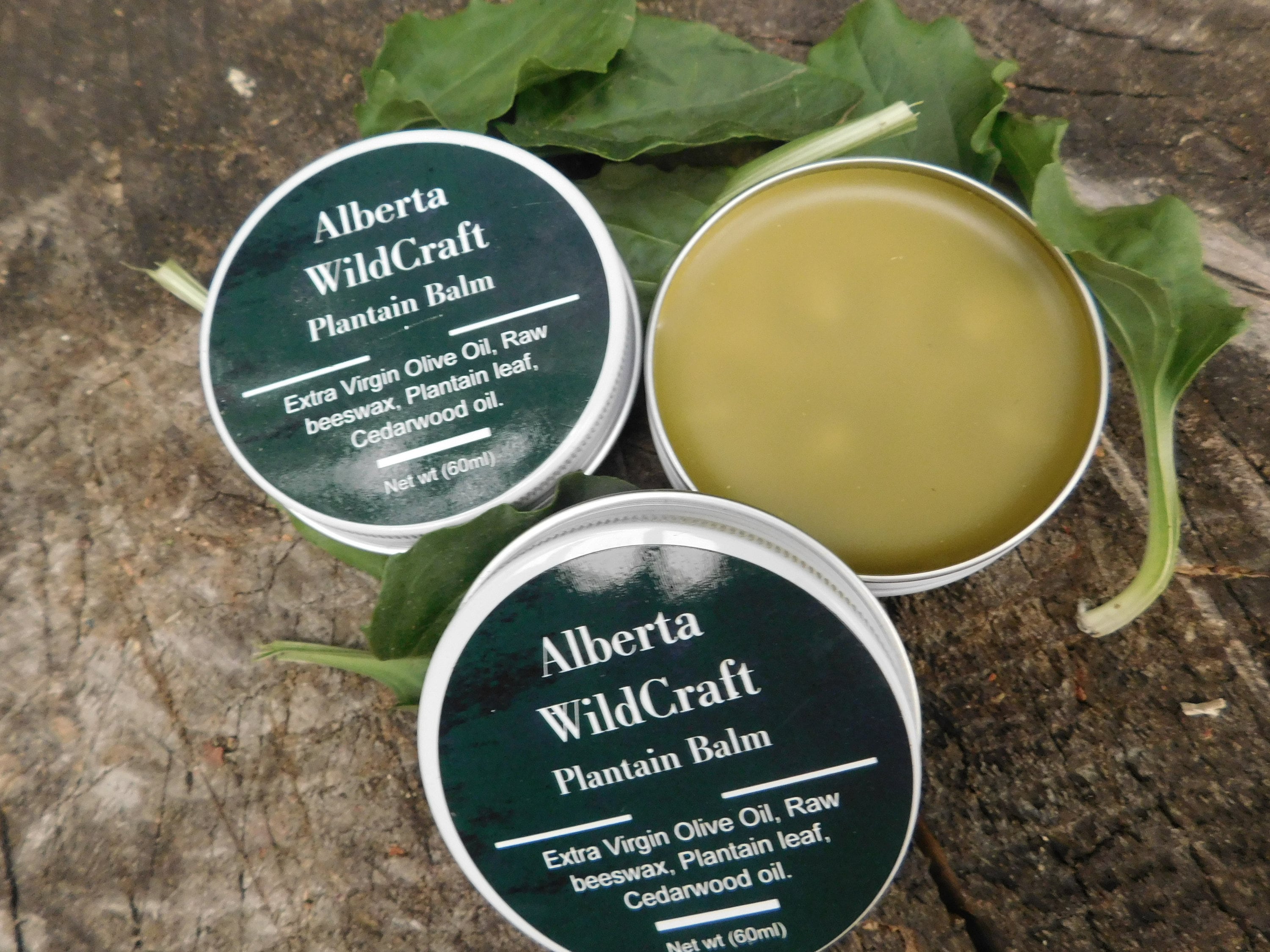 Plantain Balm plantago Major Skin Balm Wild Crafted in Alberta - Etsy