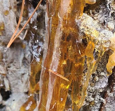 Spruce & Pine Resin Chewing Gum – Starter Size (15 G) | Wild-harvested ...