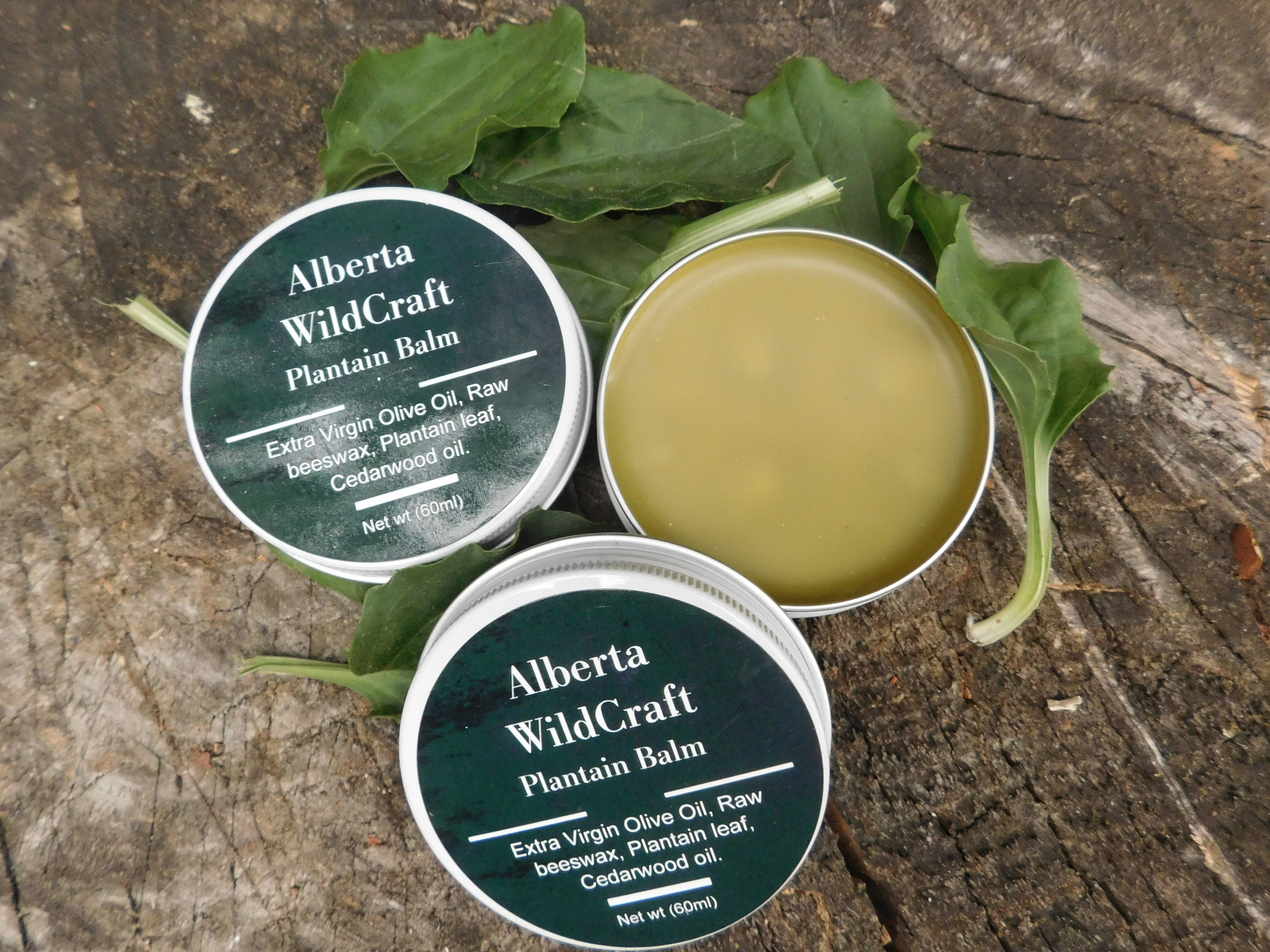 Plantain Balm plantago Major Skin Balm Wild Crafted in Alberta - Etsy