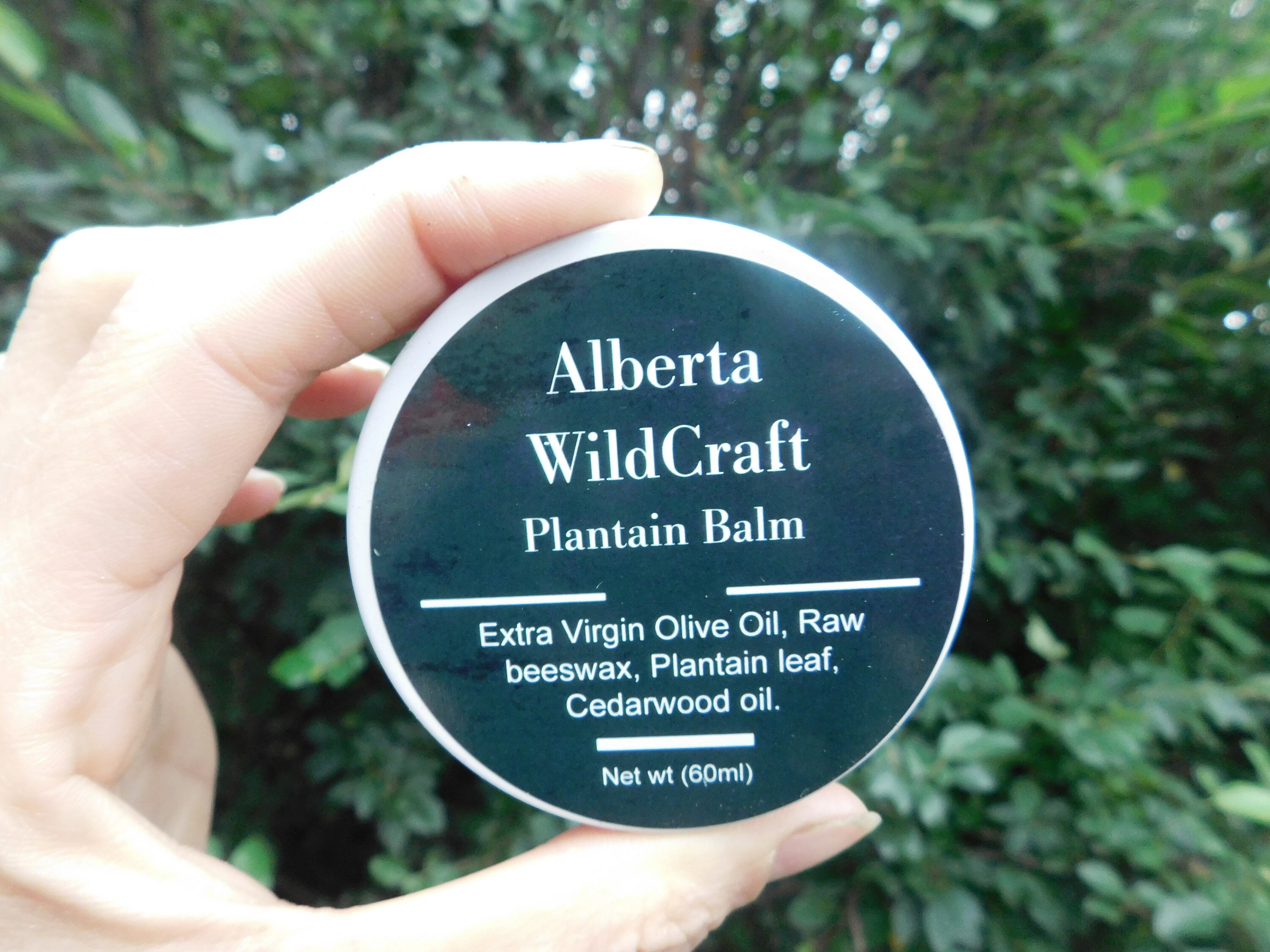 Plantain Balm plantago Major Skin Balm Wild Crafted in Alberta - Etsy