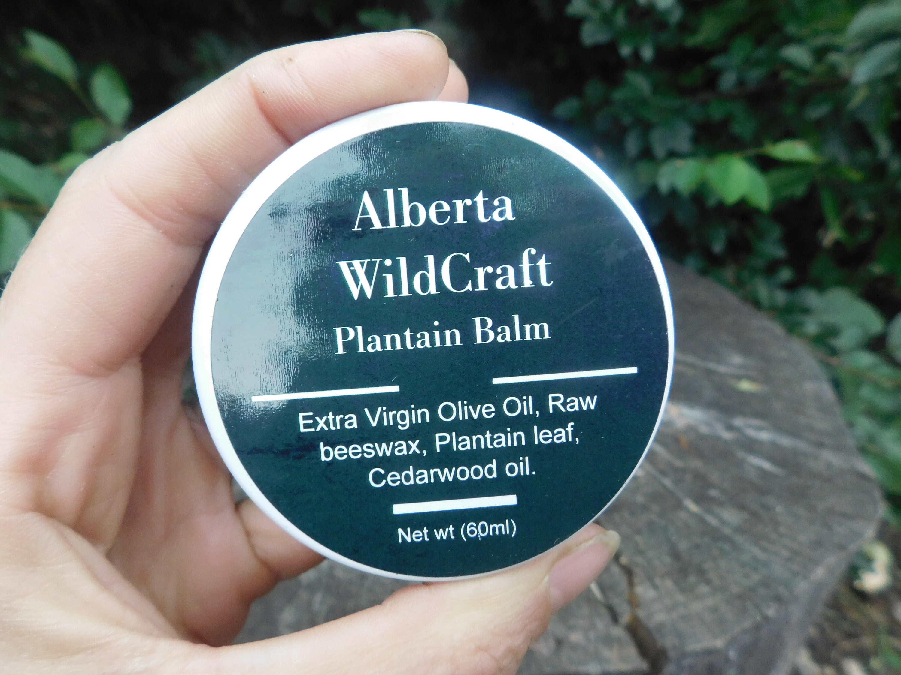 Plantain Balm plantago Major Skin Balm Wild Crafted in Alberta - Etsy