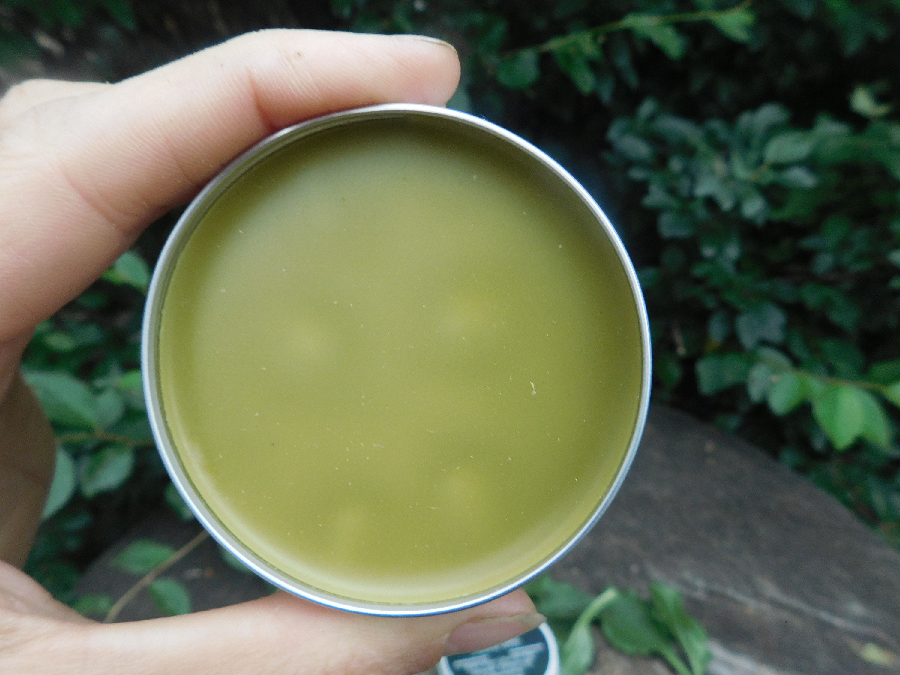 Plantain Balm plantago Major Skin Balm Wild Crafted in Alberta - Etsy