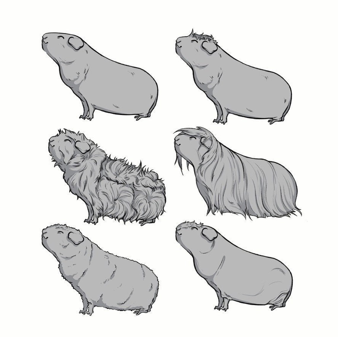 P2U Adoptable Feral Furry Base - 6 Different Guinea Pig Breeds! - Etsy