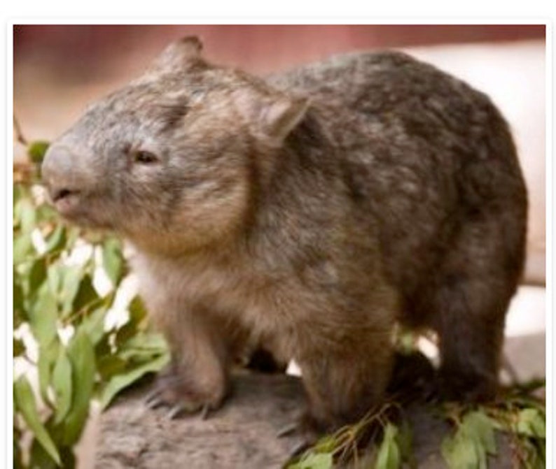 Wombat Australian Souvenir Micro Figurine Australian Made - Etsy